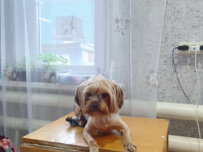 Собака йоркширский терьер сучка