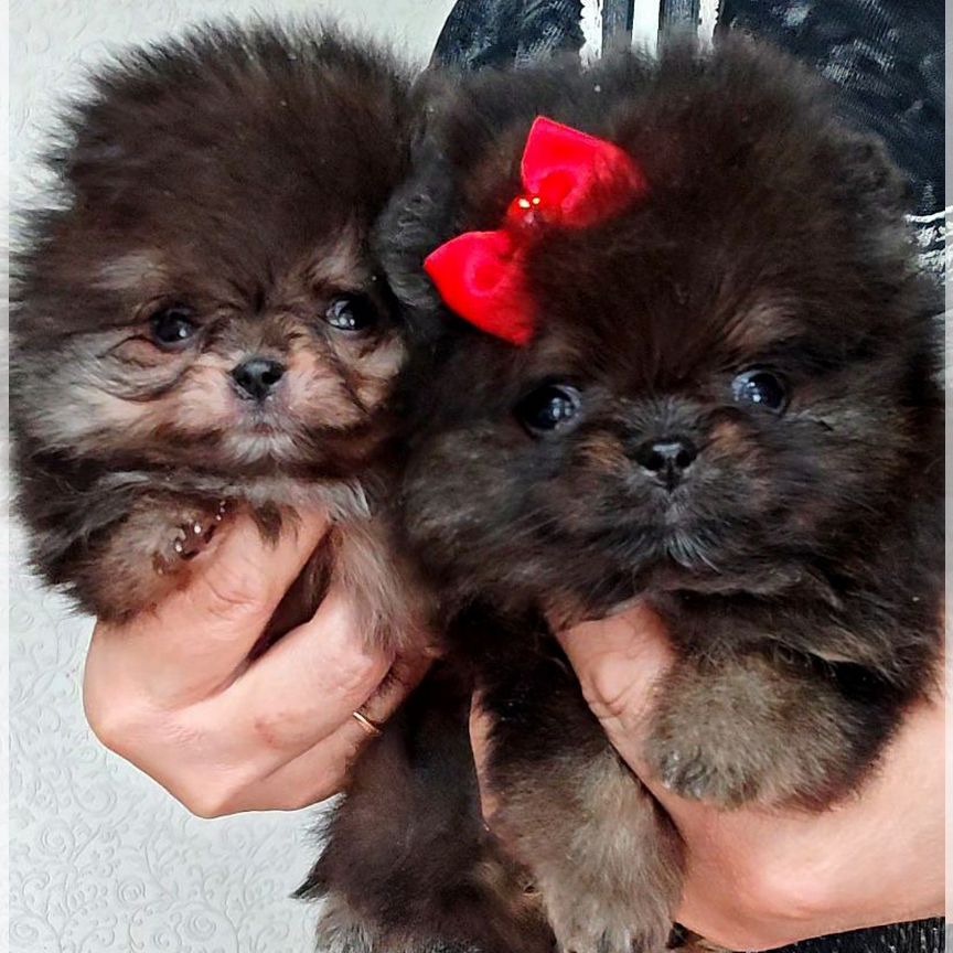 Померанский шпиц, щенок