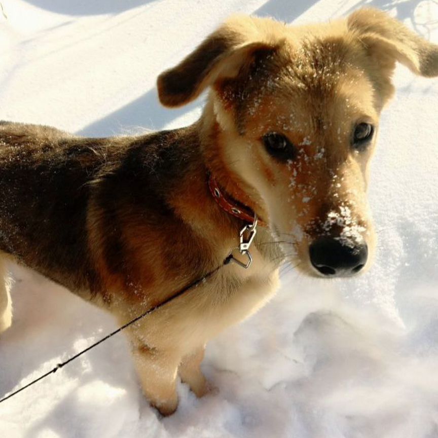 Щенок в добрые руки