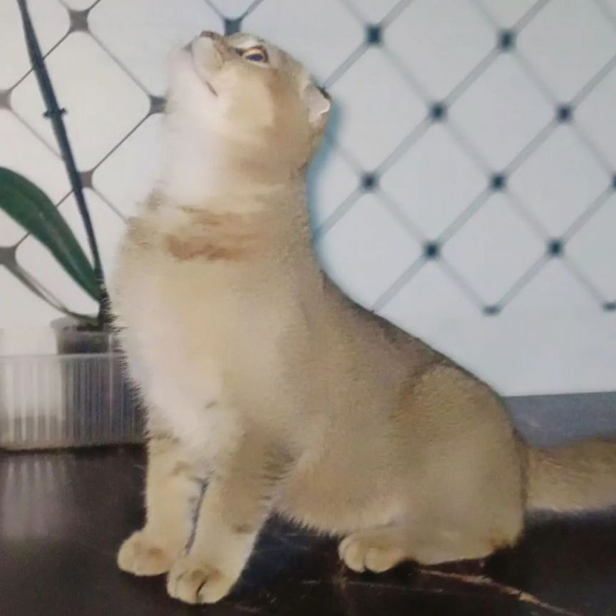 Британский короткошёрстный кот, вязка