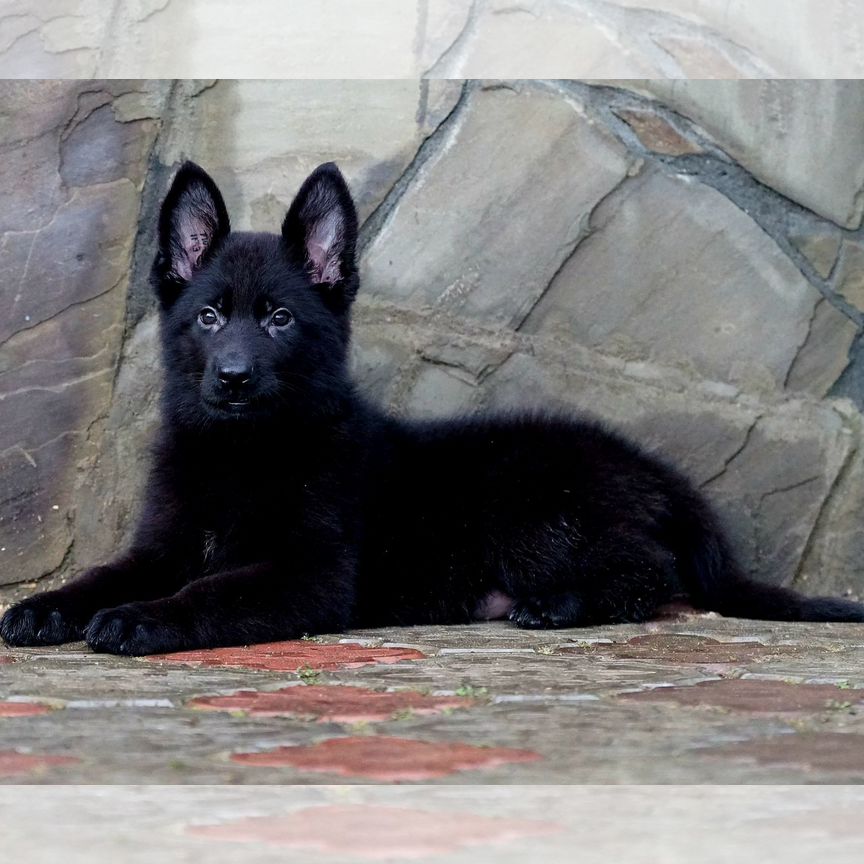 Немецкая овчарка, щенок