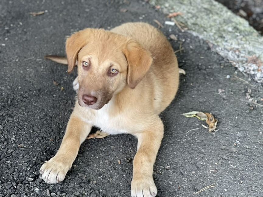 Щенок в добрые руки