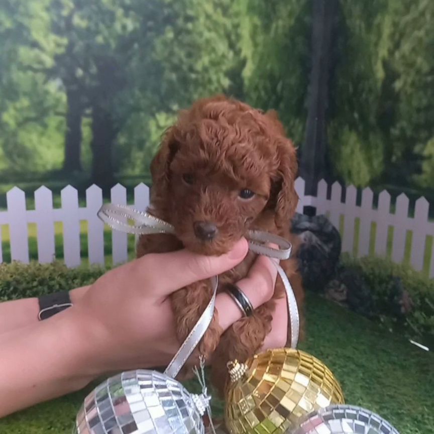 Той-пудель, щенок