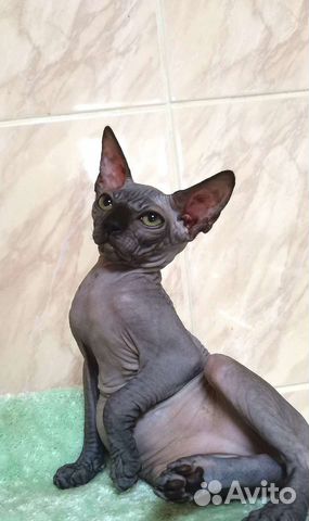 Канадский сфинкс. Девочка Шоу класс