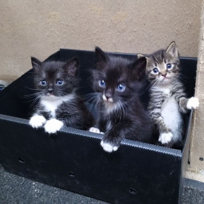 Котята