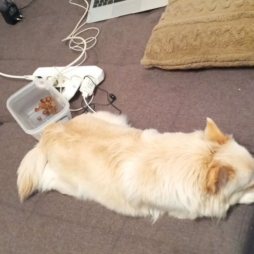 Потерялась собачка