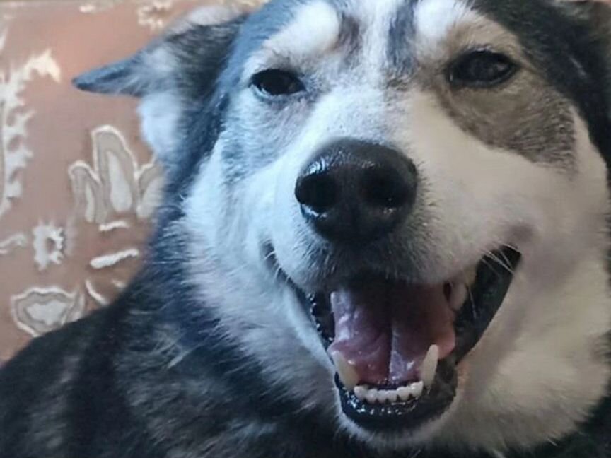 Собака в добрые руки отдам бесплатно