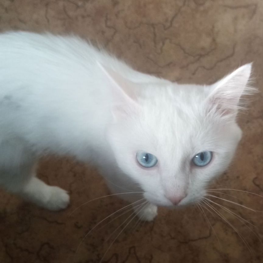 Котик 1,5 г кастрирован