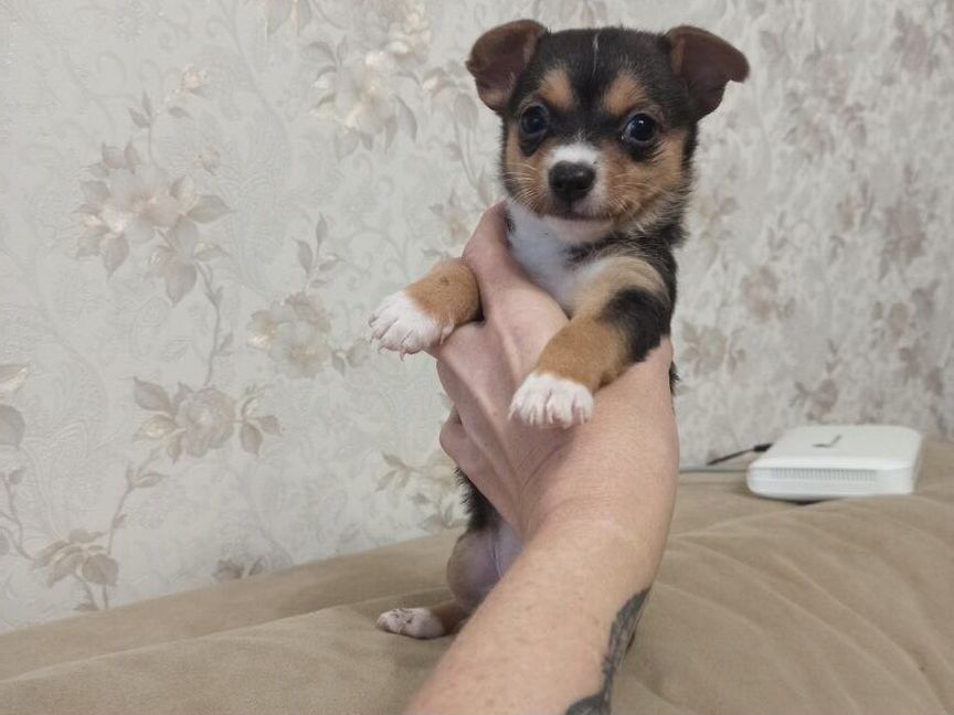 Крошечная девочка