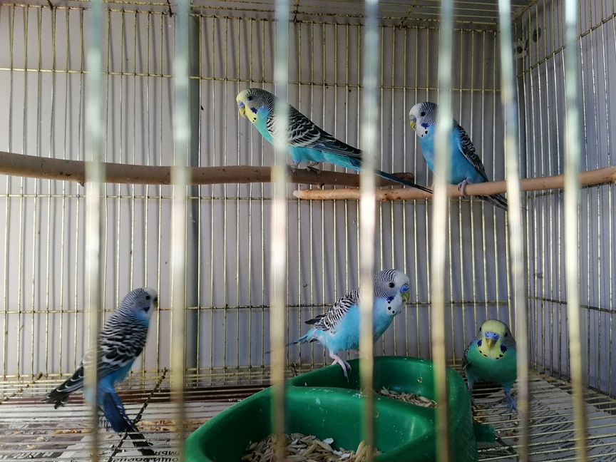 Попугай и амадины