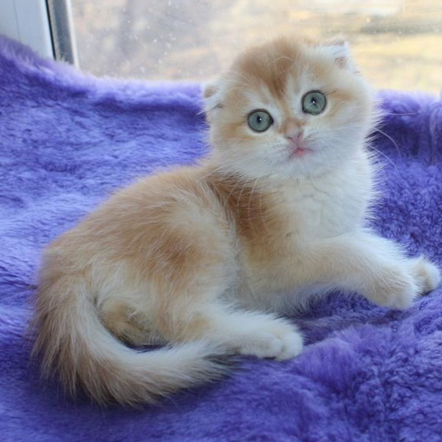 Шотландский вислоухий короткошёрстный котёнок