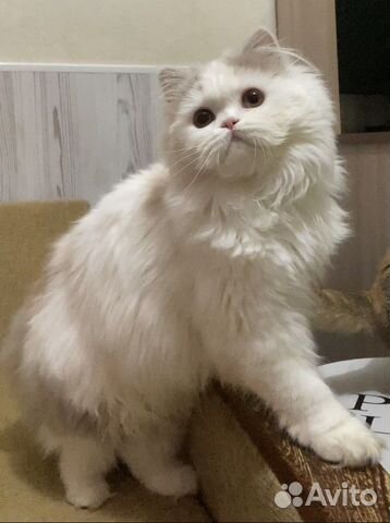 Длинношерстная британка