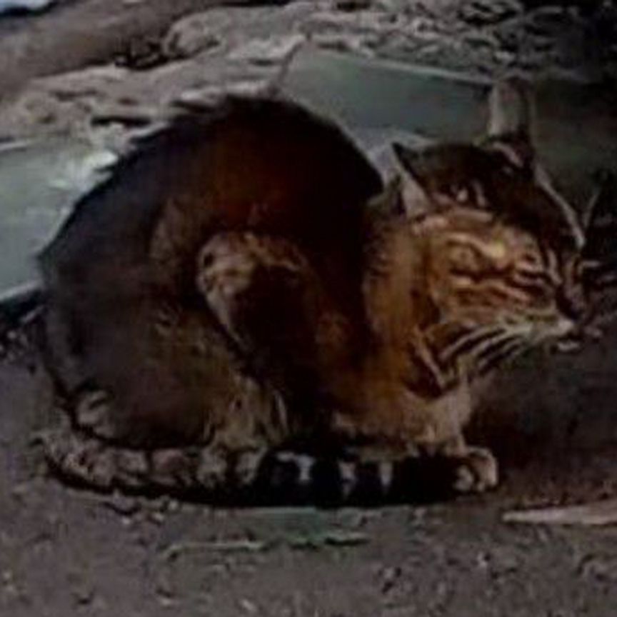 Помогите абессинец на улице