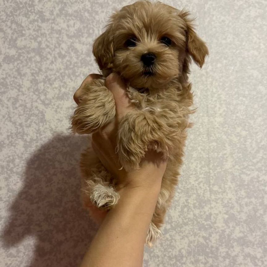 Мальтипу, щенок