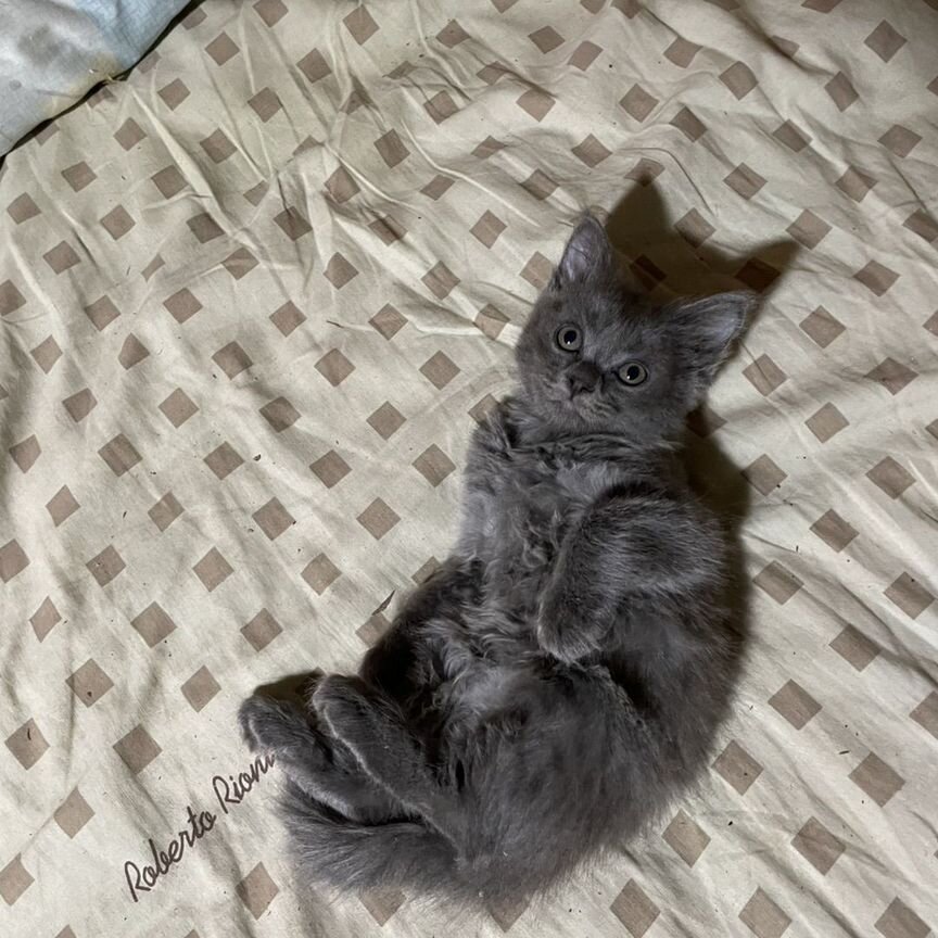 Котёнок в добрые руки