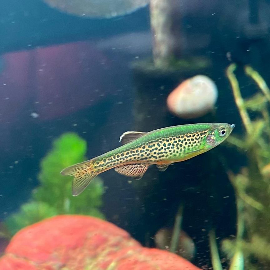 Данио рыбки зеленые пятнистые