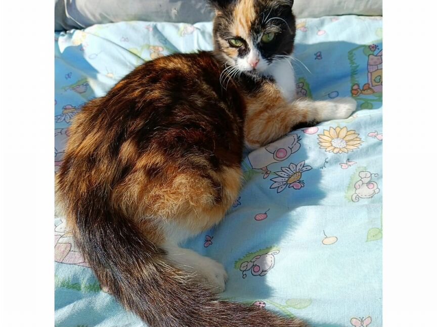 Котенок девочка 6 месяцев трехцветная