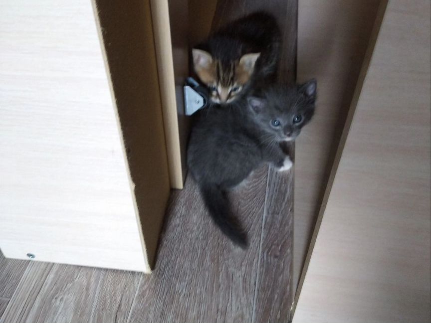 Отдам кота в добрые руки от умной кошки