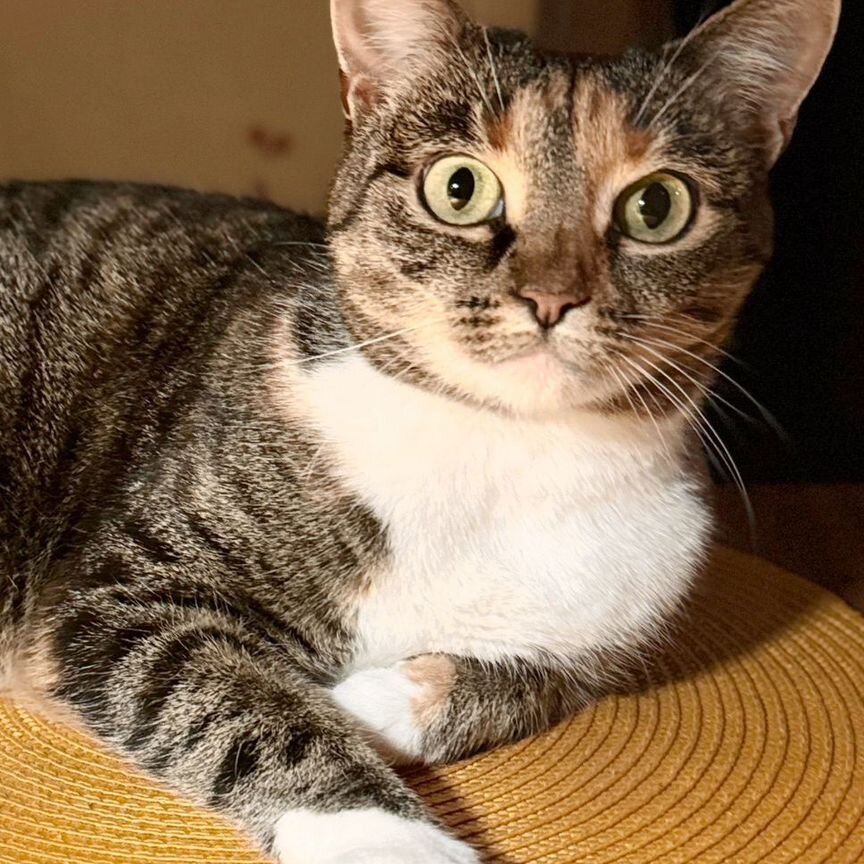 Отдам в добрые руки