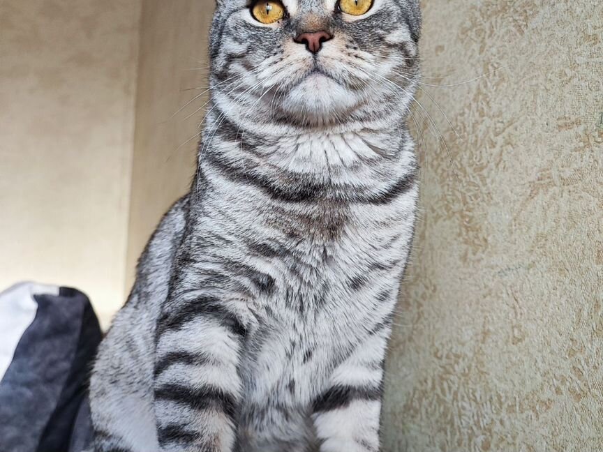 Шотландский кот