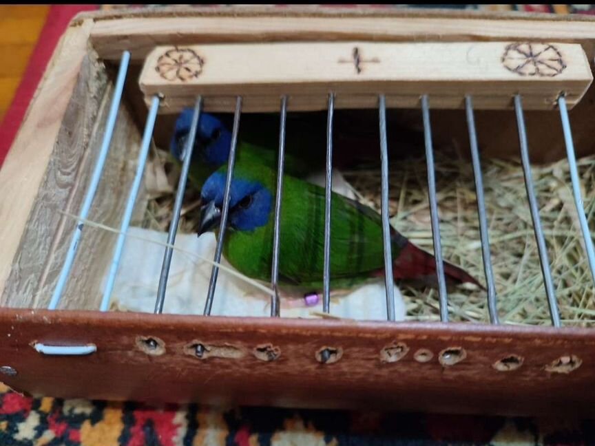 Трёхцветная попугайная амадина