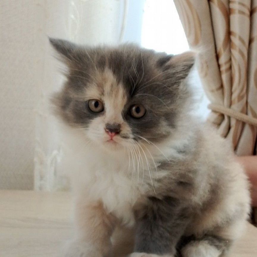 Отдадим котят в добрые руки бесплатно