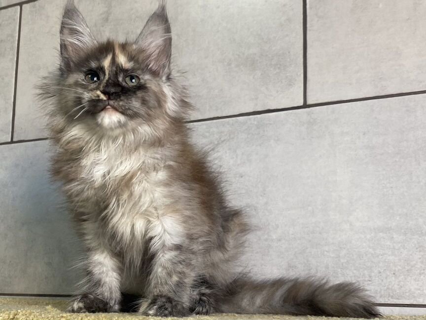 Мейн-кун кошка дымная черепаха с документами