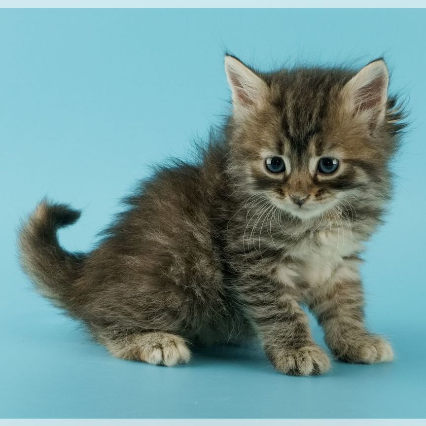 Сибирская кошечка традиционного окраса питомник