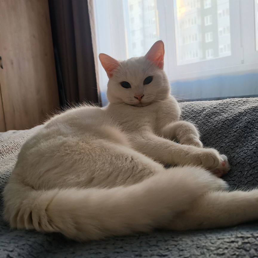 Вязка с котом