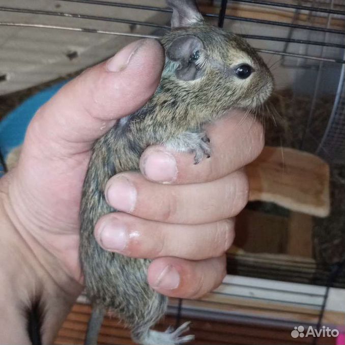 Дегу бельчата