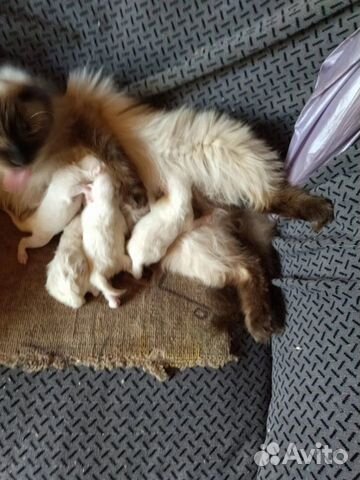4 котенка, спасите маленьких