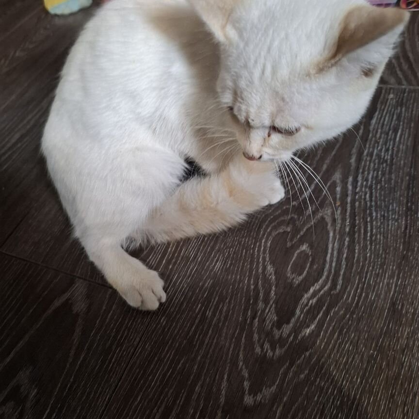 Найден котёнок, юго/западный