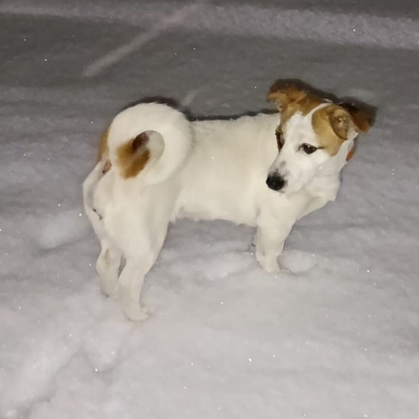 Ищем дом и семью