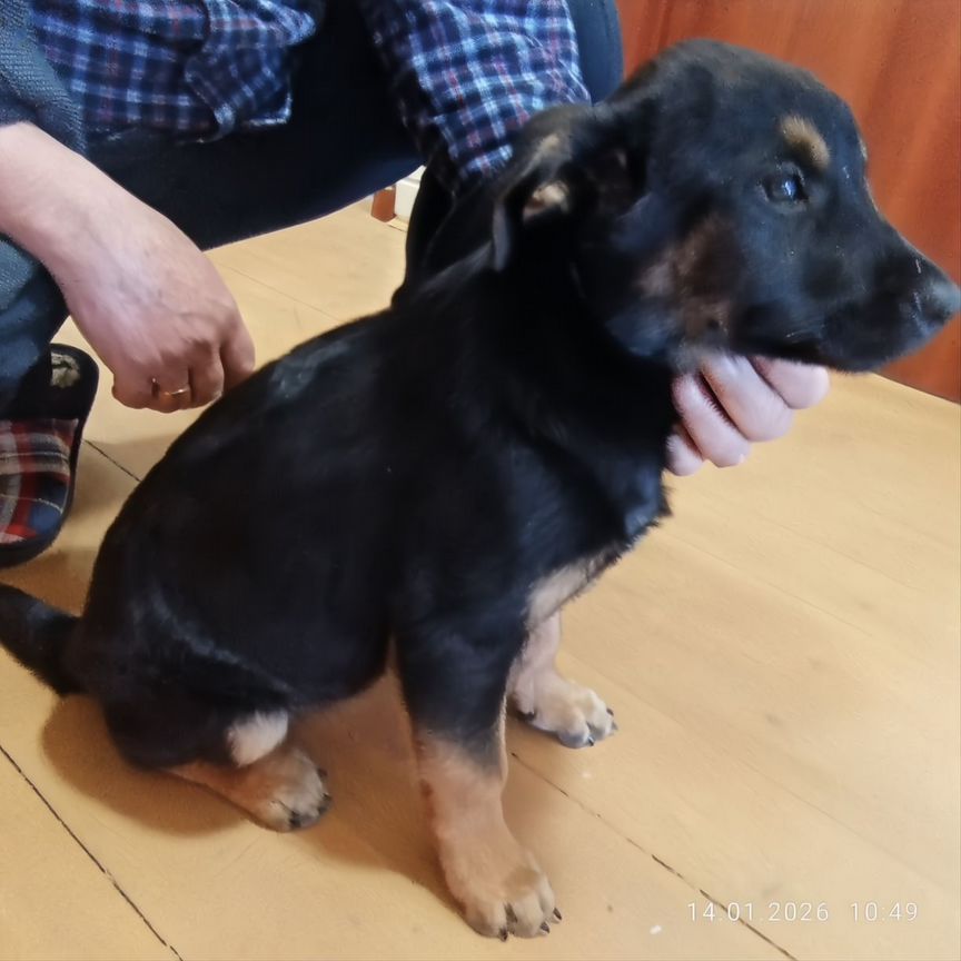 Щенок в добрые руки