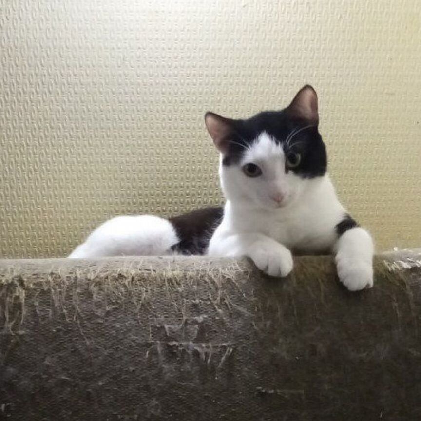 Кот Густав