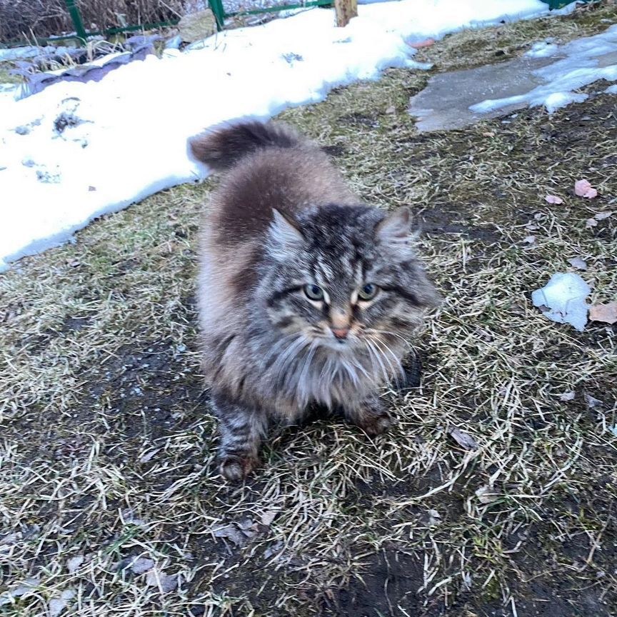Кошки в добрые руки