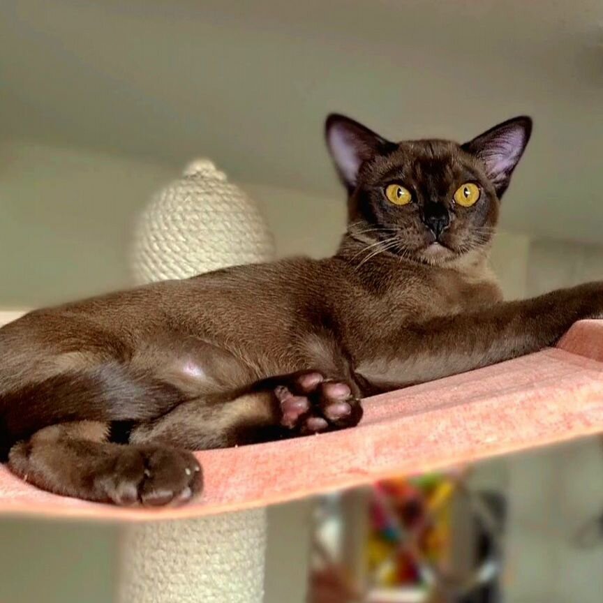 Соболиная девочка