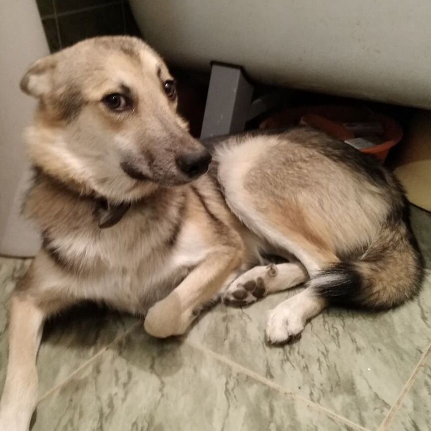 Отдам красивого пса/собаку в хорошие руки бесплатн