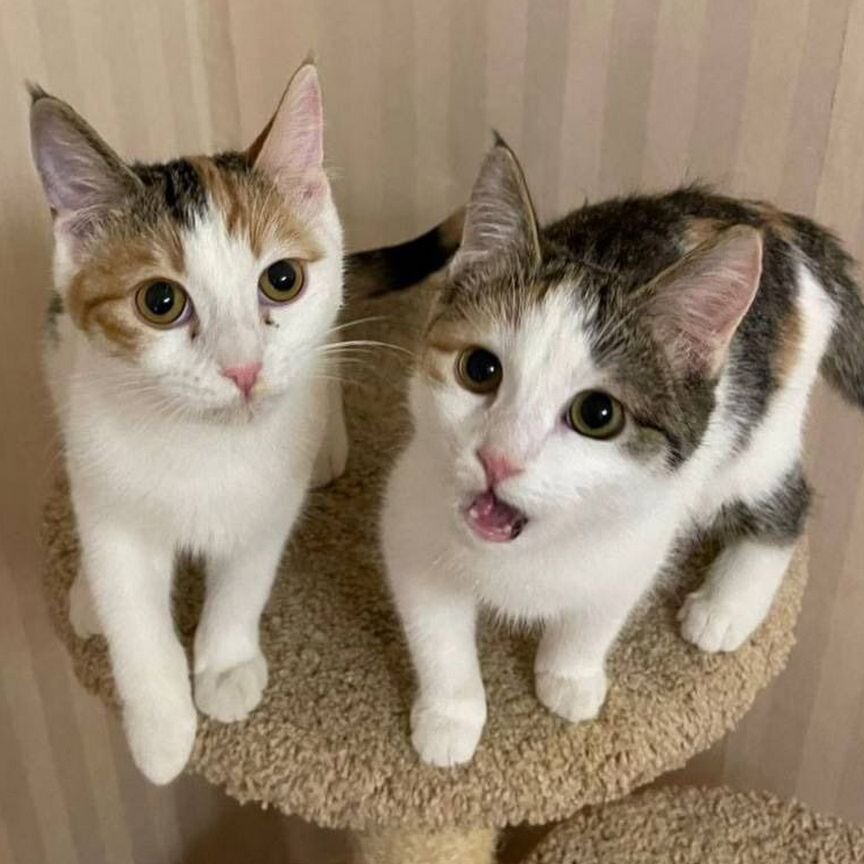 Котята очень ждут свою маму