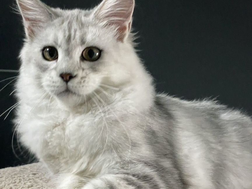 Потрясающая кошечка мейн кун