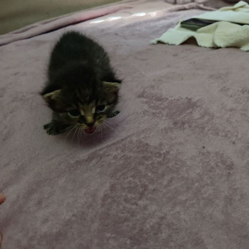 Отдам в добрые руки котят