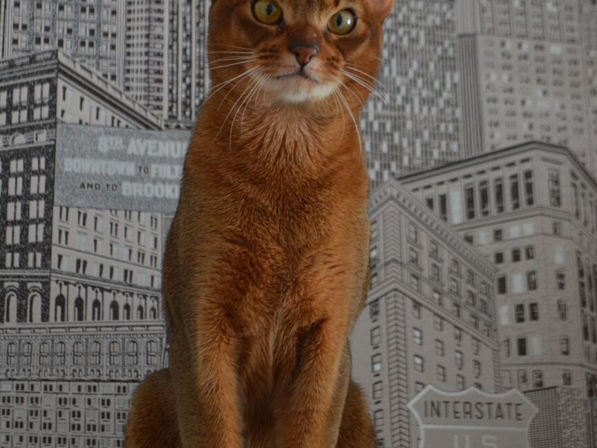 Котик на вязку