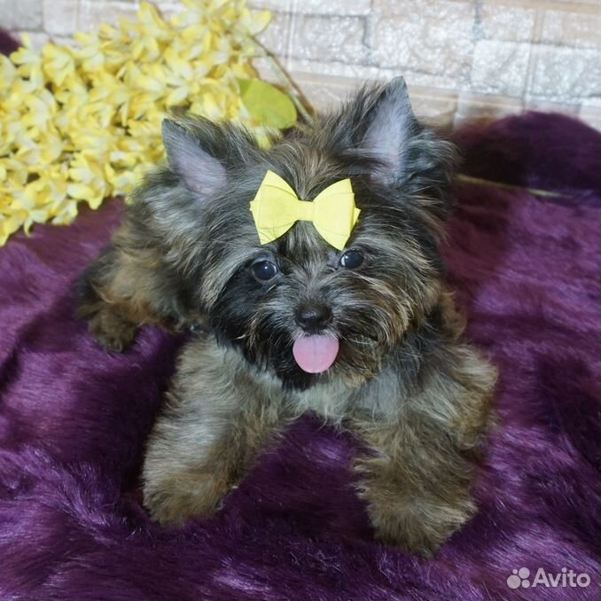 Цветной йорк черный мрамор миловидный малыш