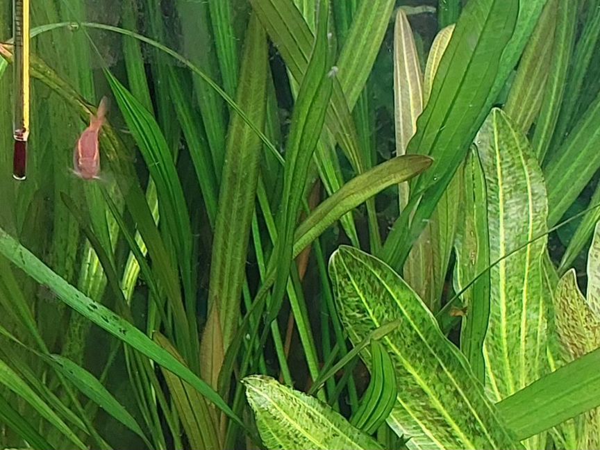 Эхинодорусы, Лагенандра Меебольда