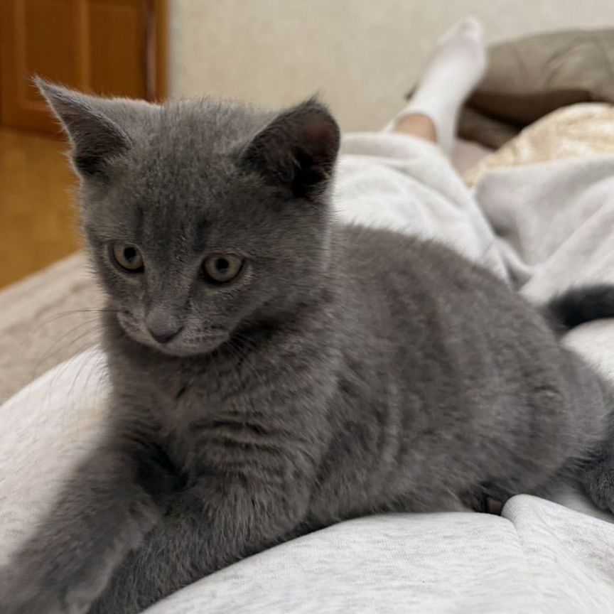 Британский короткошёрстный котёнок