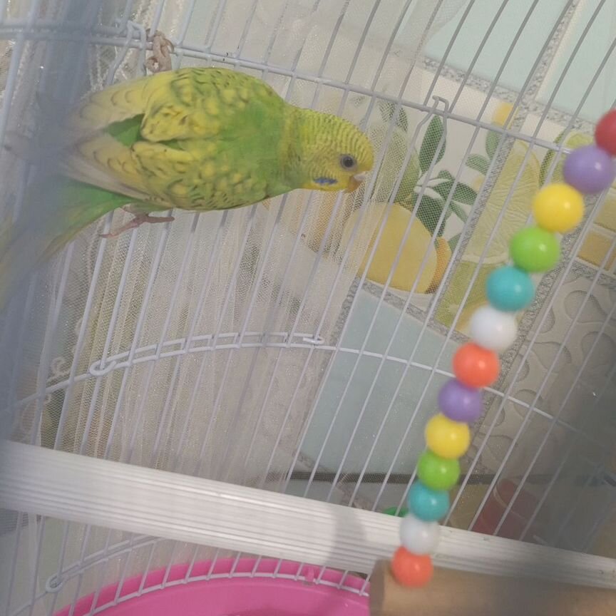 Продам попугая девочку (3 месяца)