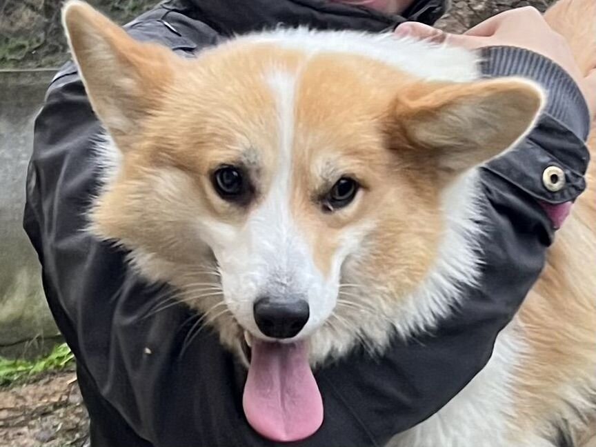 Вельшкорги пемброк