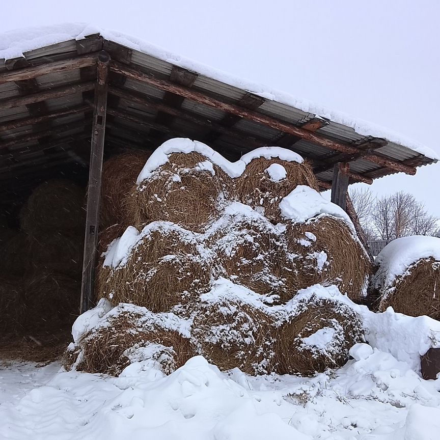 Продам сено в рулонах