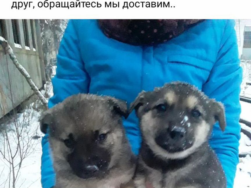 Щенкам нужен хозяин