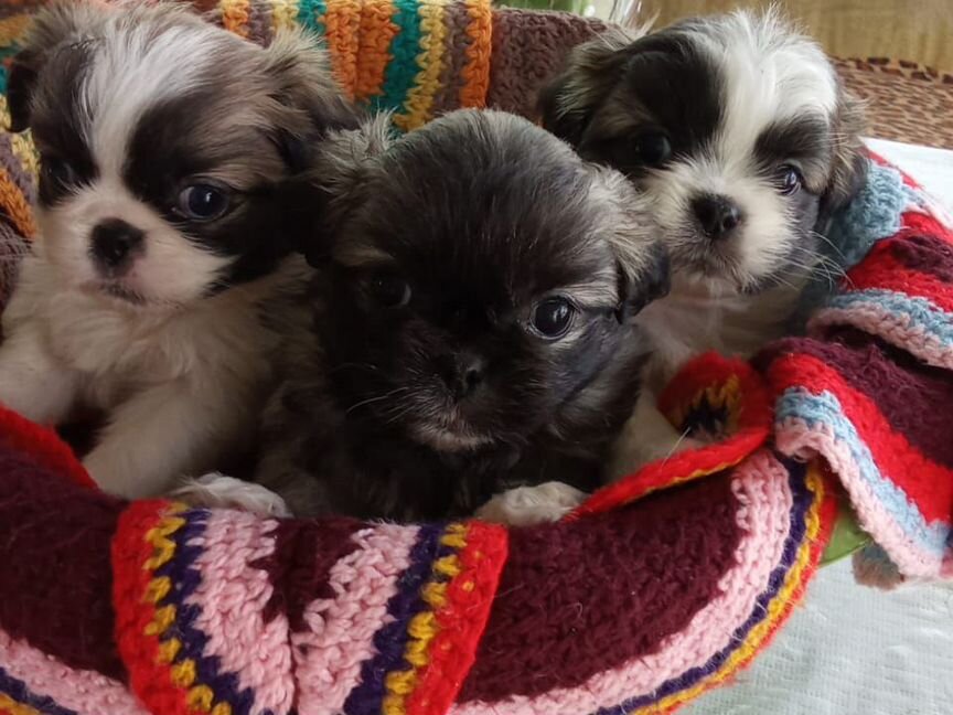 Щенки пекинеса